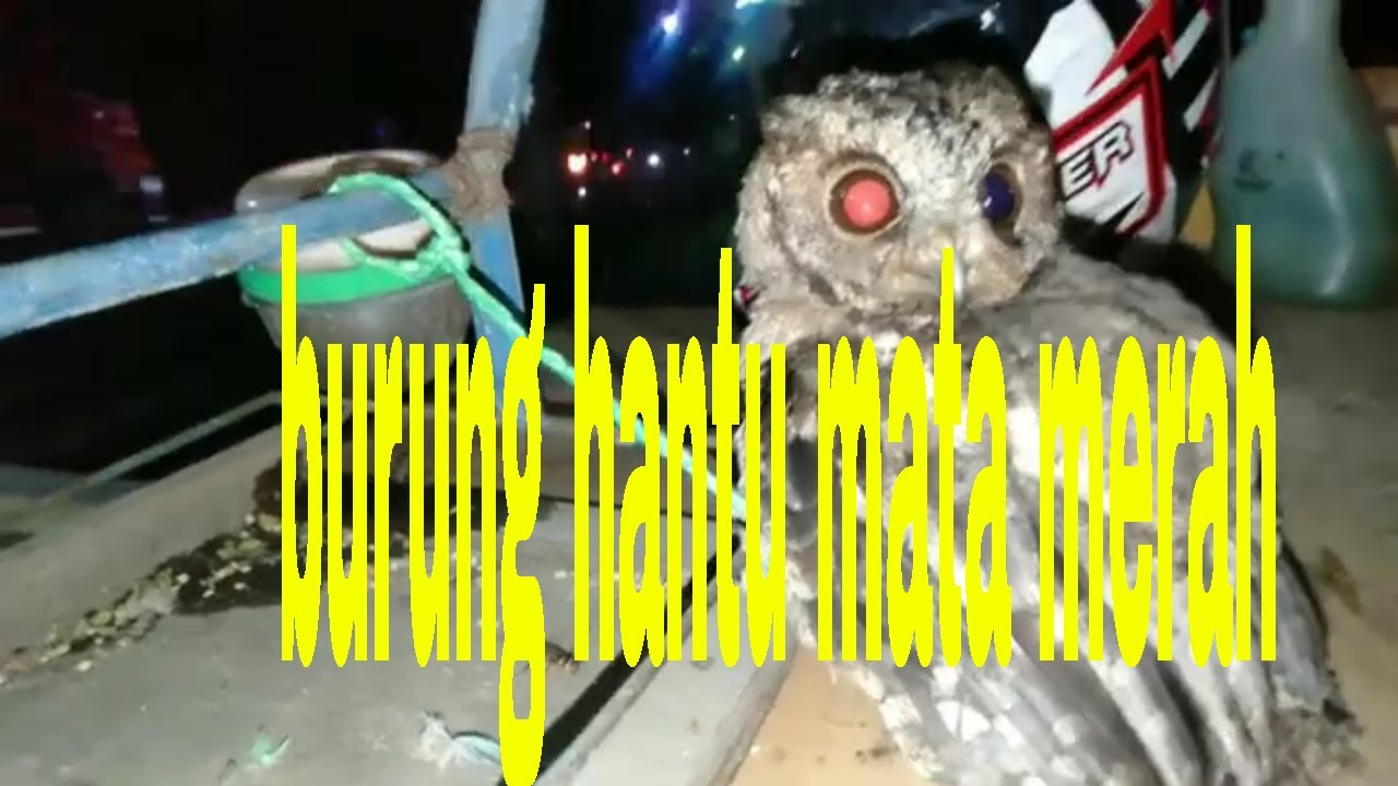 BURUNG HANTU SERAM || MATA MERAH - YouTube