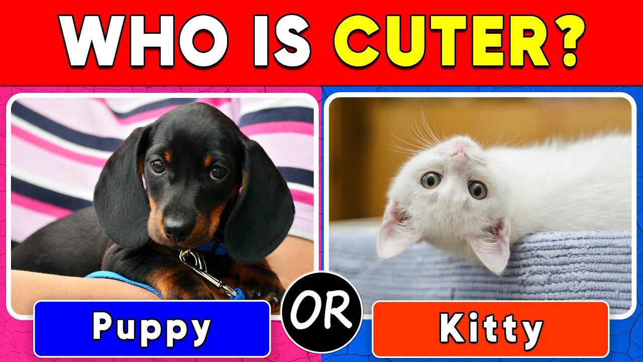 Pick One Kick One - Animals Edition 🐶🐱 - YouTube