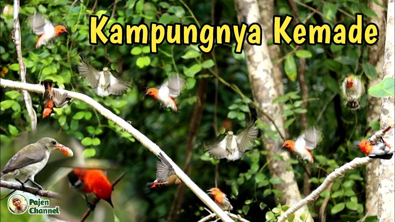 Mikat Burung Kemade Langsung Di Serbu Satu Kampung - YouTube