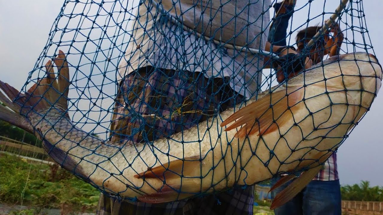 Amazing Fast Catal Fishing Skill || Catching Fish || Chill vai - YouTube