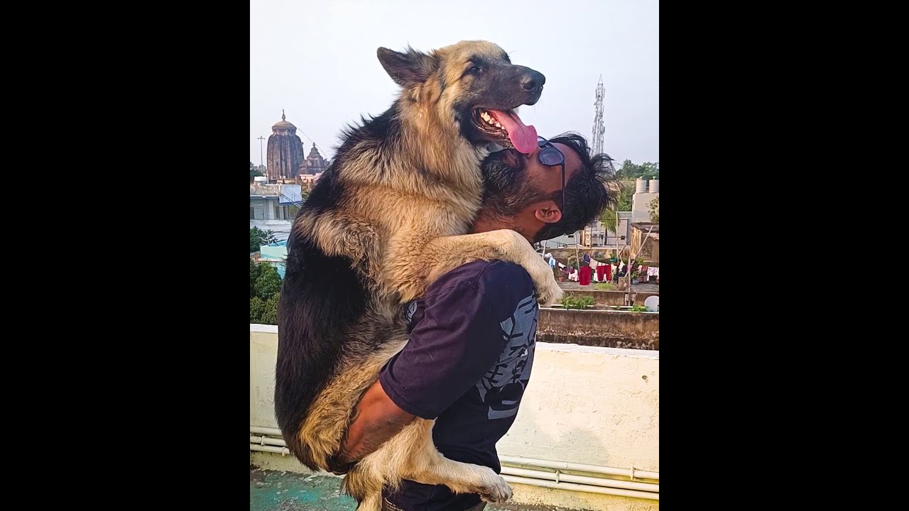 Mera Doll | German Shepherd | CameraBaba Vlogs - YouTube