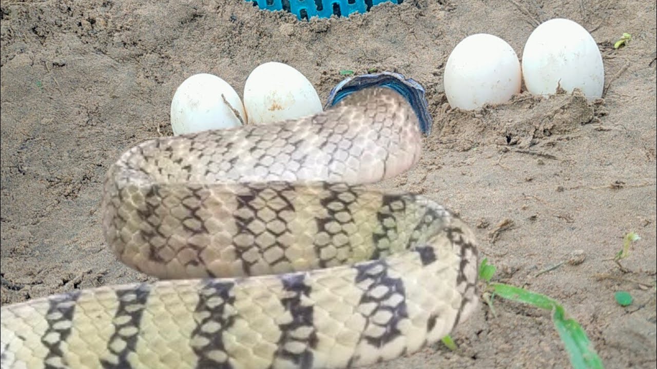 Easy to build underground snake trap using carabao shell - YouTube