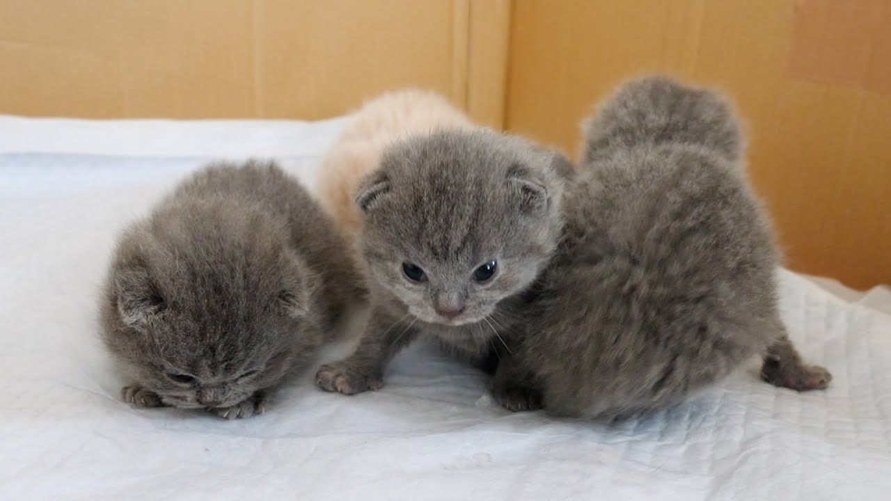 The appearance of a round kitten and a kitten sticking together was too ...