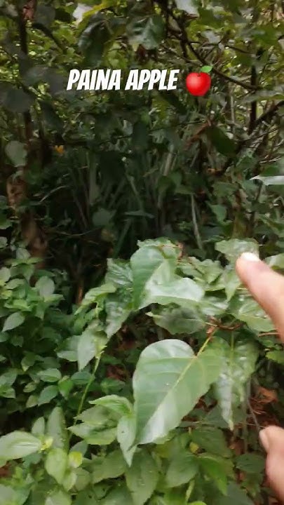 pain Apple 🍎 forming in gudisa hillstation - YouTube