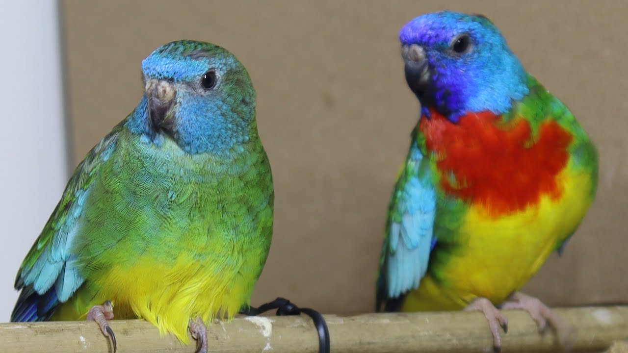 Red Rump Parakeet Parrots - YouTube
