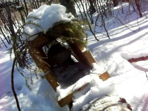 marten trapping - YouTube