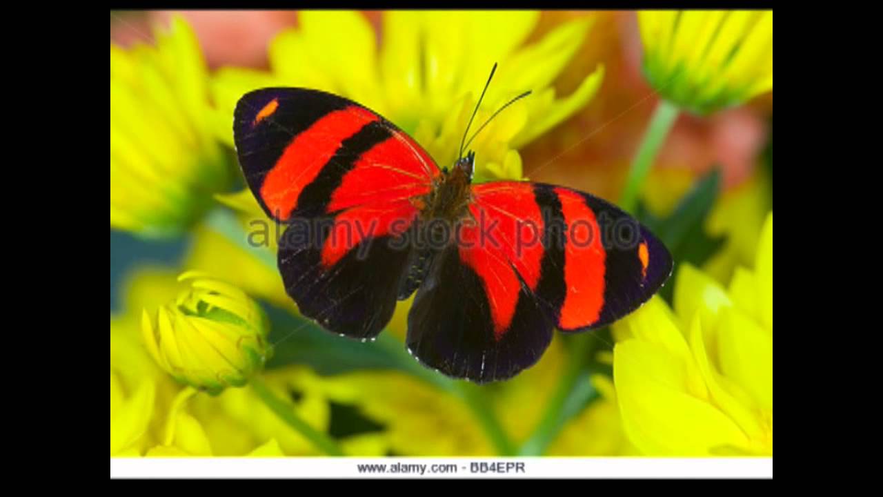 Callicore pitheas - YouTube