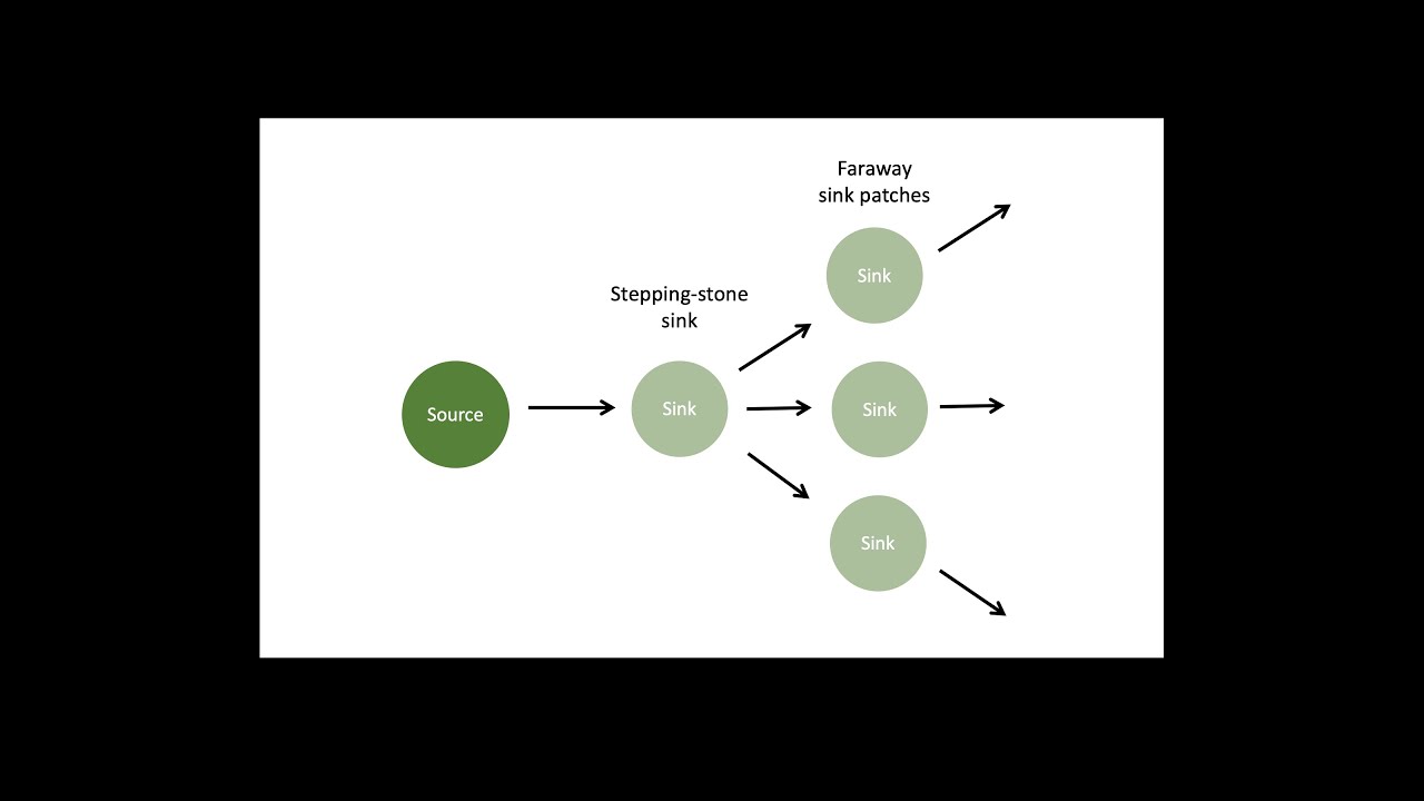 Source-sink dynamics and range limits - YouTube