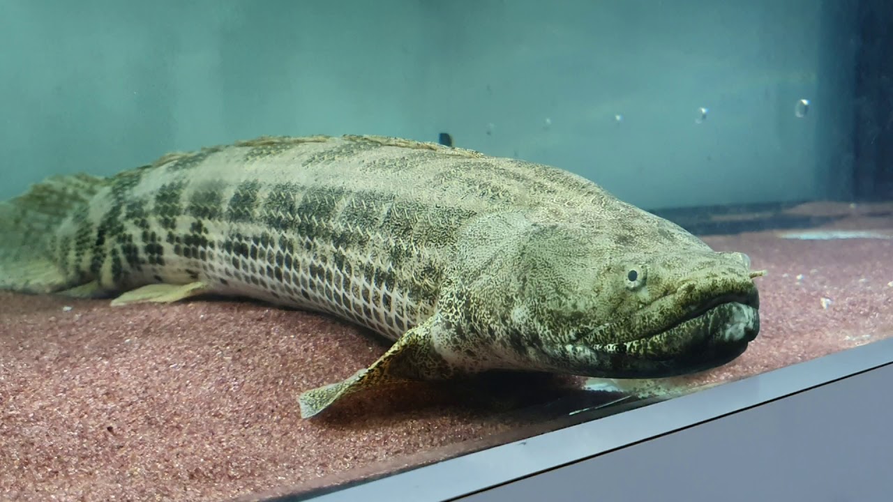 Last night with 78CM Ansorgii - YouTube