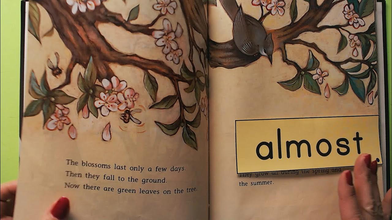 Journeys Grade 1 Lesson 24 A Tree Is A Plant #2 15 - YouTube