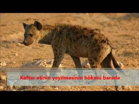 Yaşar Süleymanlı - Kaftar ətinin yeyilməsinin hökmü barədə