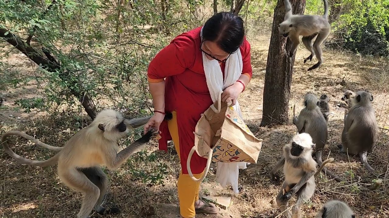 MONKEY AND ME IN THE JUNGLE || FIGHTING COMEDY MONKEY || FEEDING TIME || MONKEYS 🐒🐒🤣🤣🐒 - YouTube