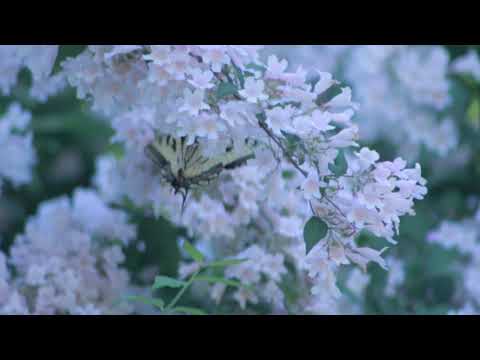 Cutest Butterfly Nature n flower Whatsapp Status Video 2019 Cute Status #1 14