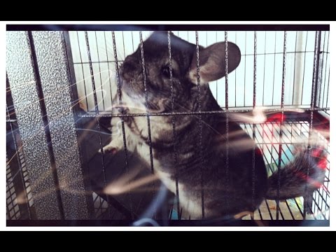 How I Am Introducing Chinchillas Together! - YouTube