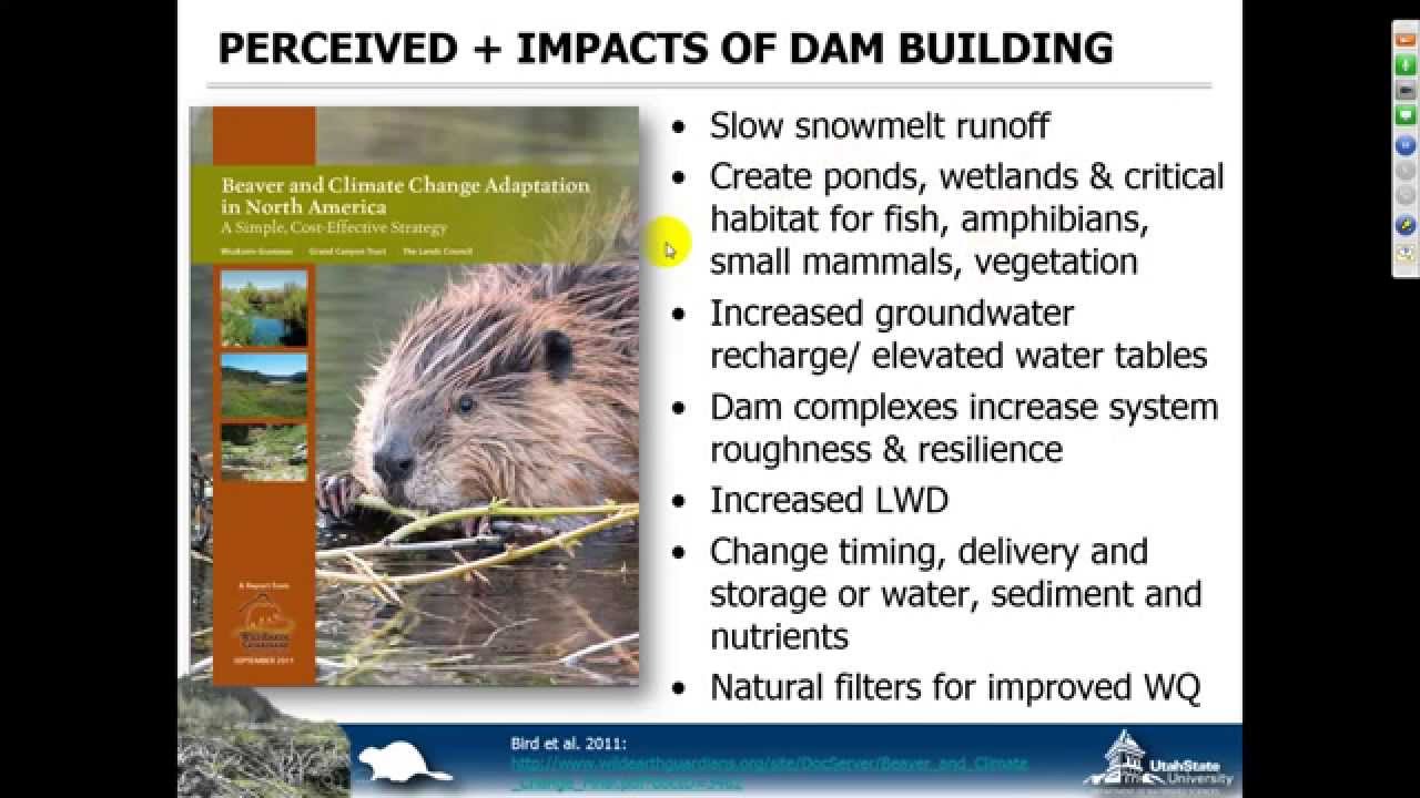GCT - Webinar on Beaver and Climate - YouTube