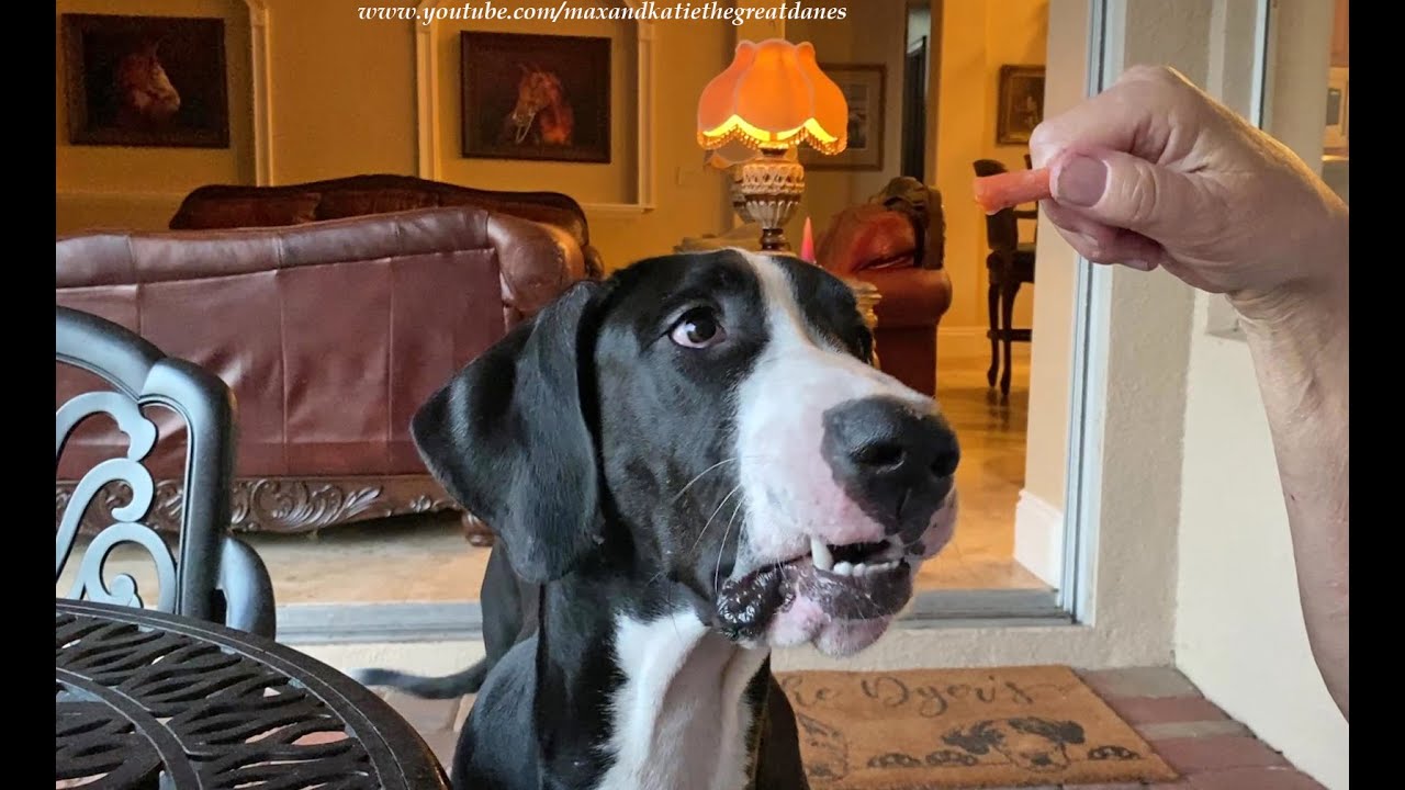 Smiling Great Dane Puppy Crunches Carrots & Cucumbers - YouTube