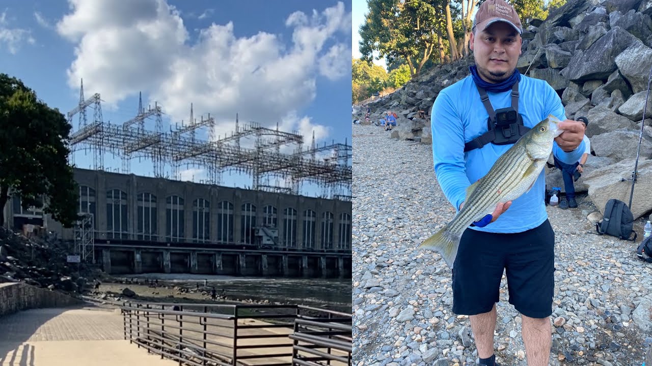 Pesca de Striped Bass , Conowingo Dam Maryland - YouTube