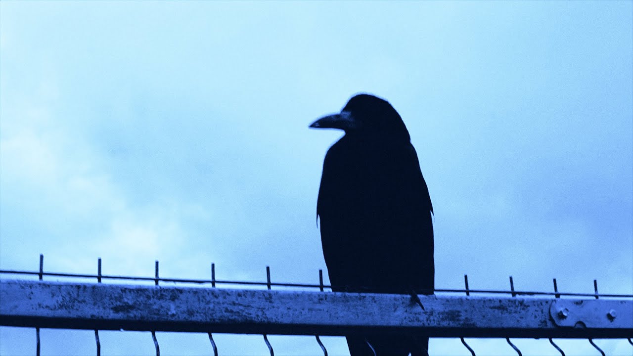 king Republic - The Crow (Official HD Video) - YouTube