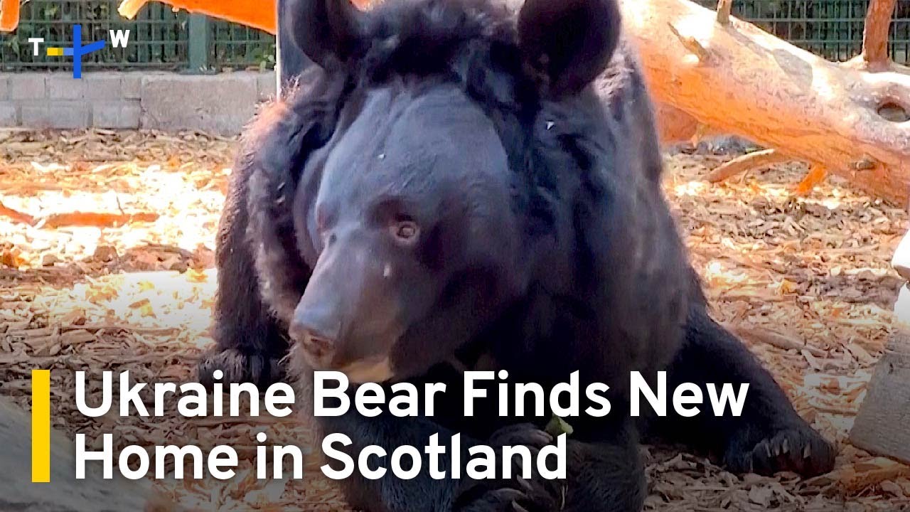Bear Abandoned in Ukraine Zoo Rehomed in Scotland | TaiwanPlus News ...