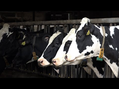 Holande: Ferma, me 550 krere, 250 gjedhe ne faze te mjeljes, ku brenda dites prodhohen 7500 litra