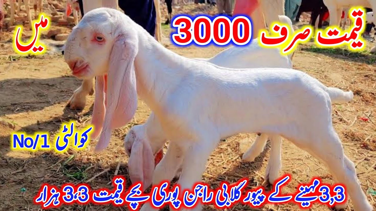 Rajan Puri Pink Nose Absolutely VIP cheap package at Affordable price ...