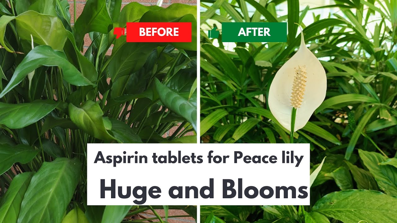 Just One Aspirin Tablet for Spathiphyllum | Get Your Peace Lily to ...