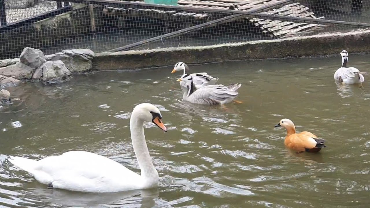 Mengenal Jenis Bebek dan Angsa Hias - YouTube