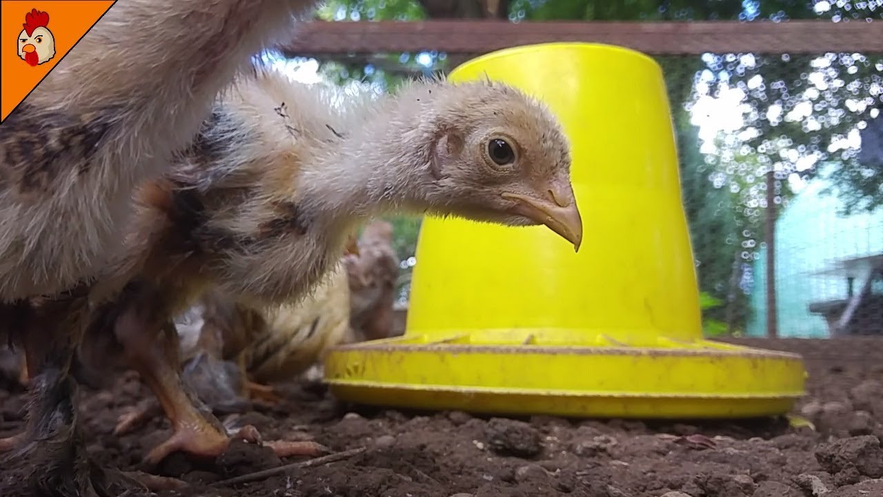 Relaxing Animal Videos - Baby Chickens Chirping - Chicken Sound Effect ...