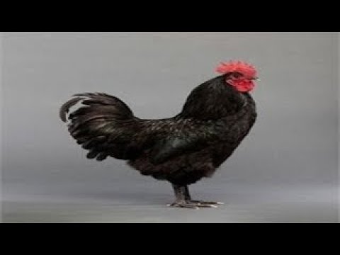 Tavuk !!! Horoz !!! Civciv !!! Kaz !!! Köpek lerle bir gün ve bahçe peyzaj işleri devam