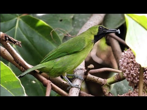 Burung Cucak Ijo - GREATER GREEN LEAFBIRD. - YouTube