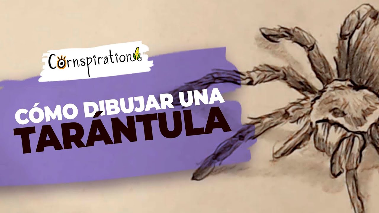 Cómo dibujar una Tarántula 🕸 Paso a Paso #dibujo #arte #tutorial - YouTube