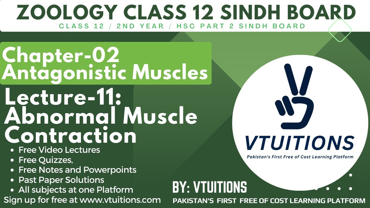 Antagonistic Muscles | Chapter 2 Support and Movement | Zoology Class ...