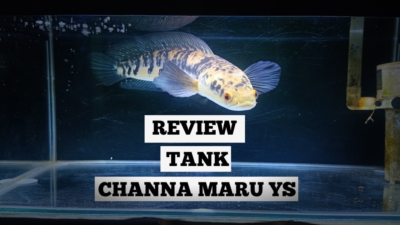 1- SET UP TANK SEDERHANA UNTUK CHANNA MARU YS - YouTube