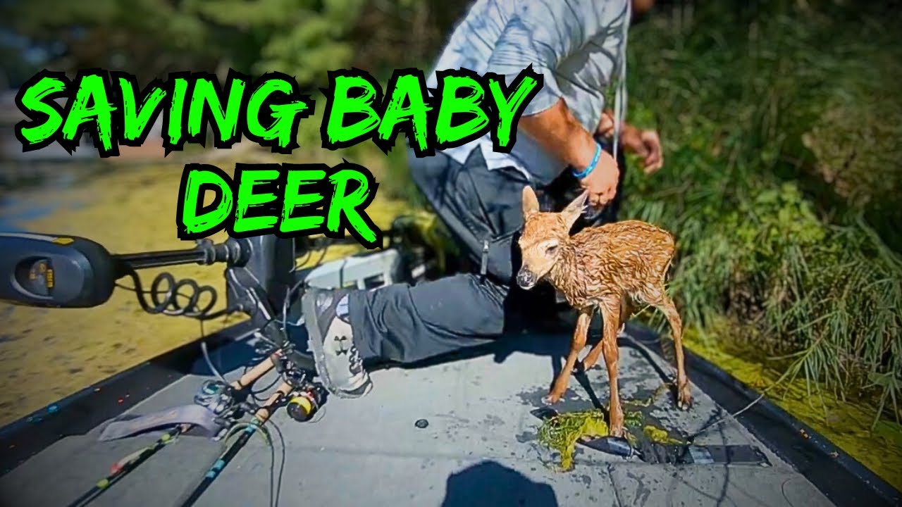 SAVING a Baby Deer from DROWNING!! - YouTube