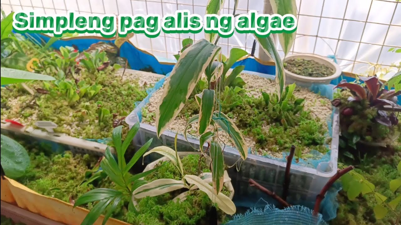 Simpleng Pag tangal ng algae. - YouTube