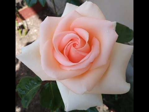 Şifahane Derneği - Gül Yurdu, Cennet Köşesi Bahçemiz