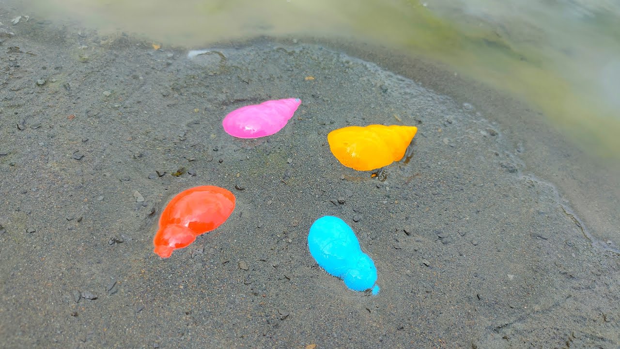 Siput didalam tanah, Kerang, Siput daun, Siput Pelangi, Kelomang ...