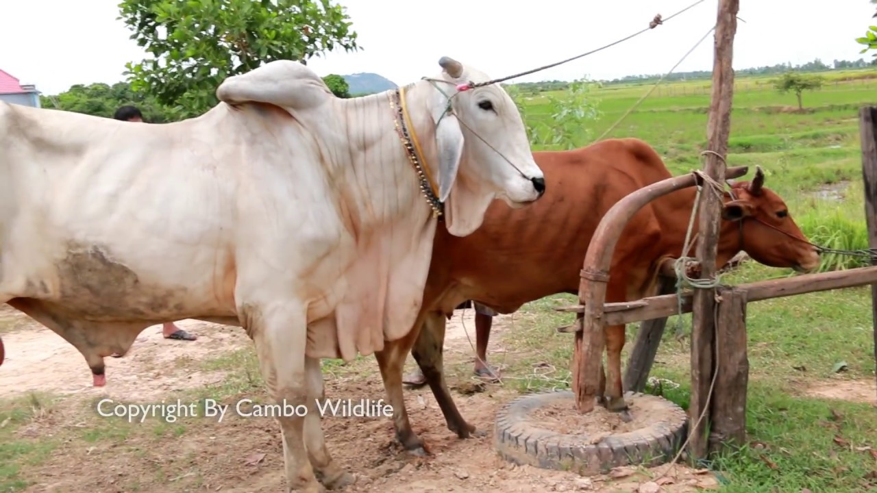 Incredible! Amazing Father Breed Cows How to bred cows in my Country ...