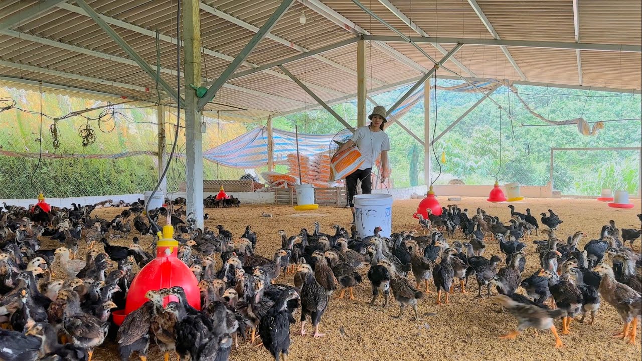 How to take care of 30-day-old chickens, how to take care of goats ...