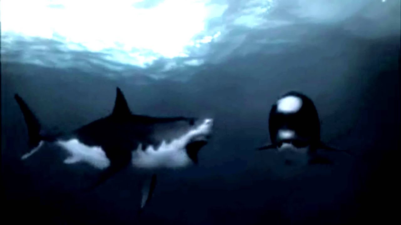 Meg Anniversary Trailer - YouTube