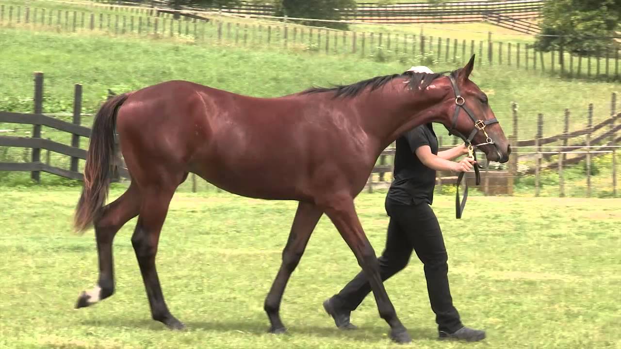 Breckon Farms Yearling Draft 2015 - Lot 65 - YouTube