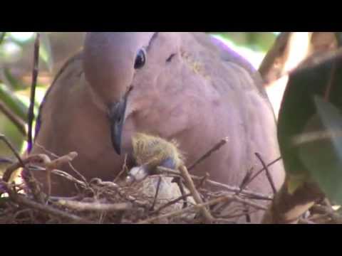 Pomba do mato, tratando do filhote.02 - YouTube