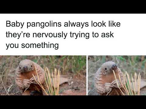 Funny Animal Memes That Are Way Too Relatable