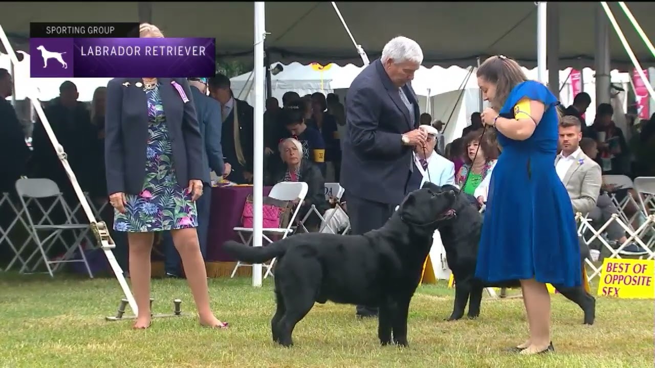 Has A Labrador Ever Won The Westminster Dog Show