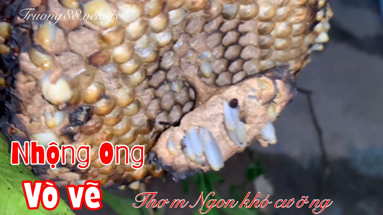 Lần Đầu Tiên Ăn Nhộng Ong Vò Vẽ - Kinh Nghiệm Bắt Ong Vò Vẽ. - YouTube
