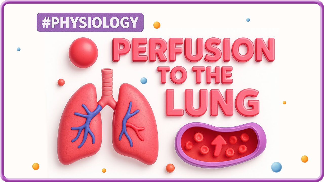 10. Perfusion to the Lungs | Respiratory Physiology | USMLE Step 1 ...