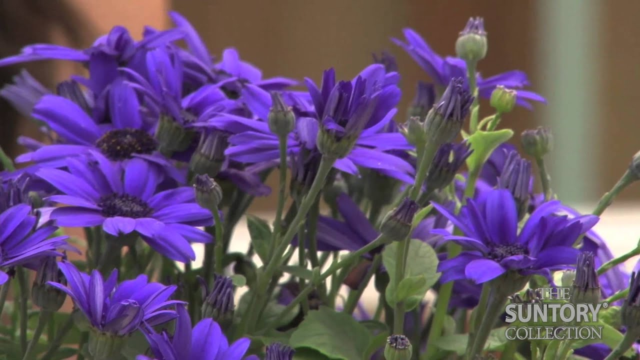 Looking for Blue Flowers? Try Senetti Super Blue Pericallis - YouTube