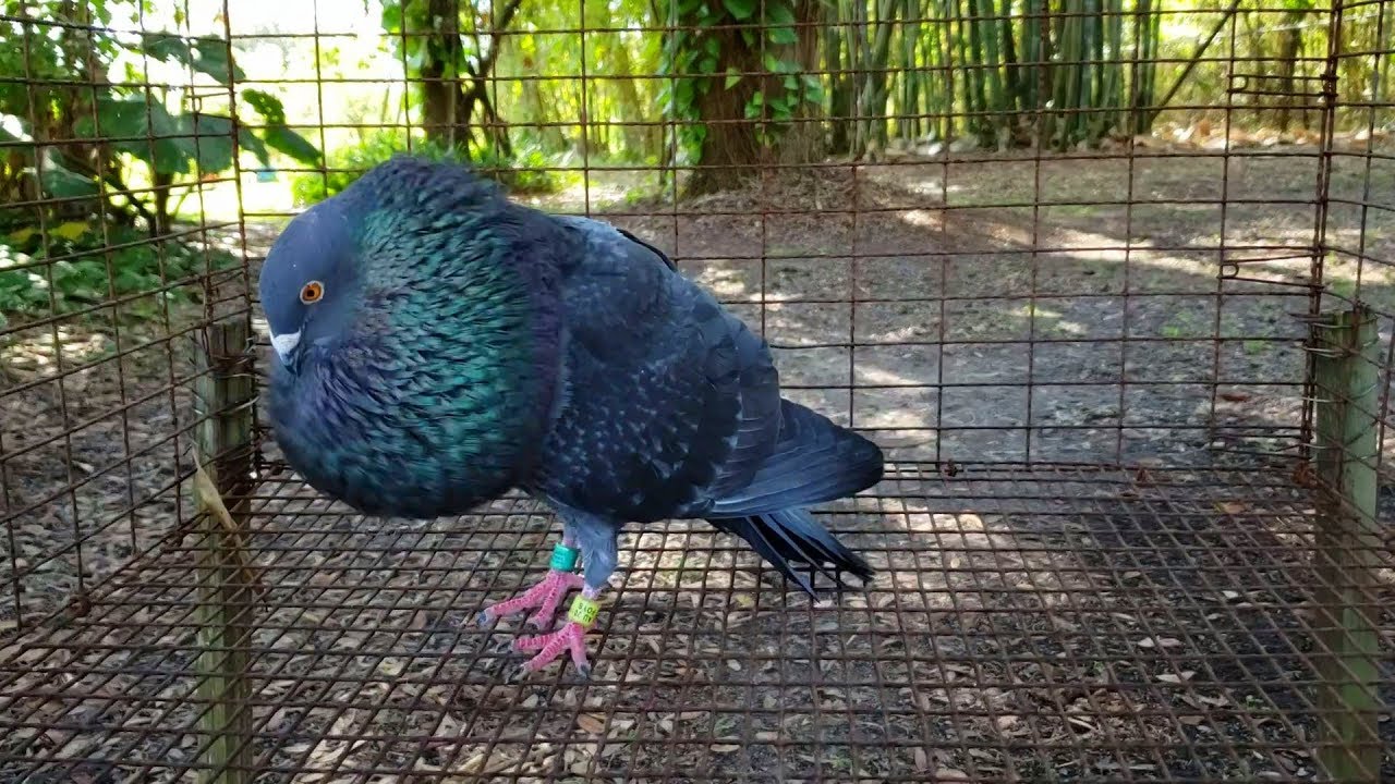 Cuban Pouter - Slow Mode Landing 2020 - YouTube