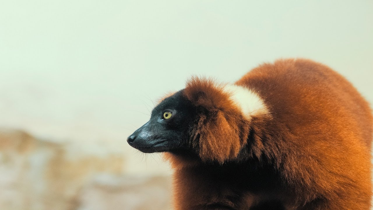 Red Ruffed Lemurs: found where the forest meets the sea - YouTube