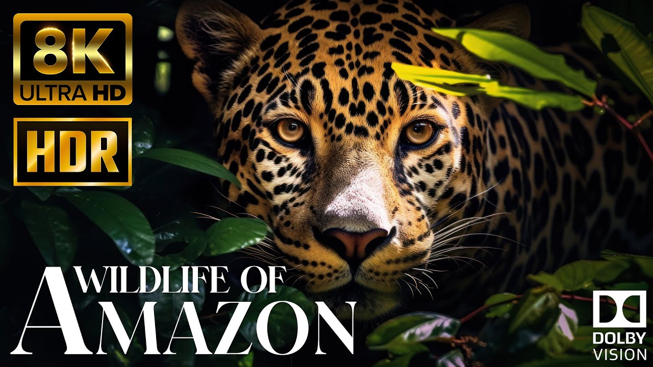 Amazon Animals In 8K ULTRA HD | Amazing Scene of Amazon Wildlife with ...